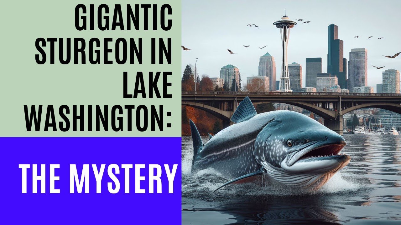 The Sturgeon of Lake Washington: A Century-Old Mystery - YouTube