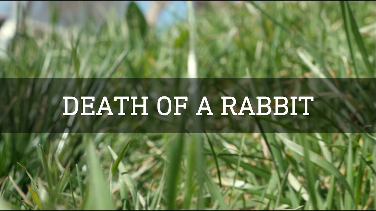 Death of a Rabbit - Short Film - YouTube