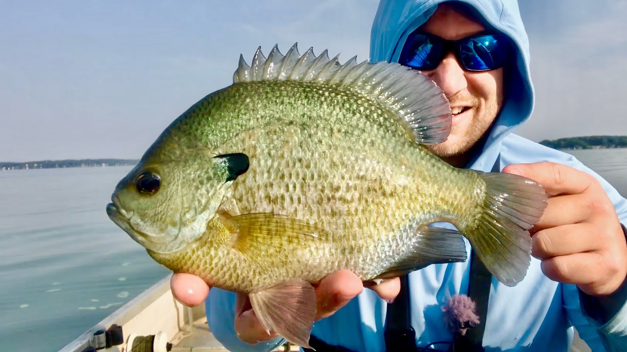These Bluegill are HUGE!!! - Fishing for GIANT Bluegill! - YouTube