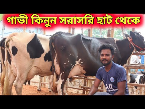 দুধের গাভী দেখুন। প্রতারণা থেকে বাঁচুন। সরাসরি গাভী কিনুন। হাট থেকে ...