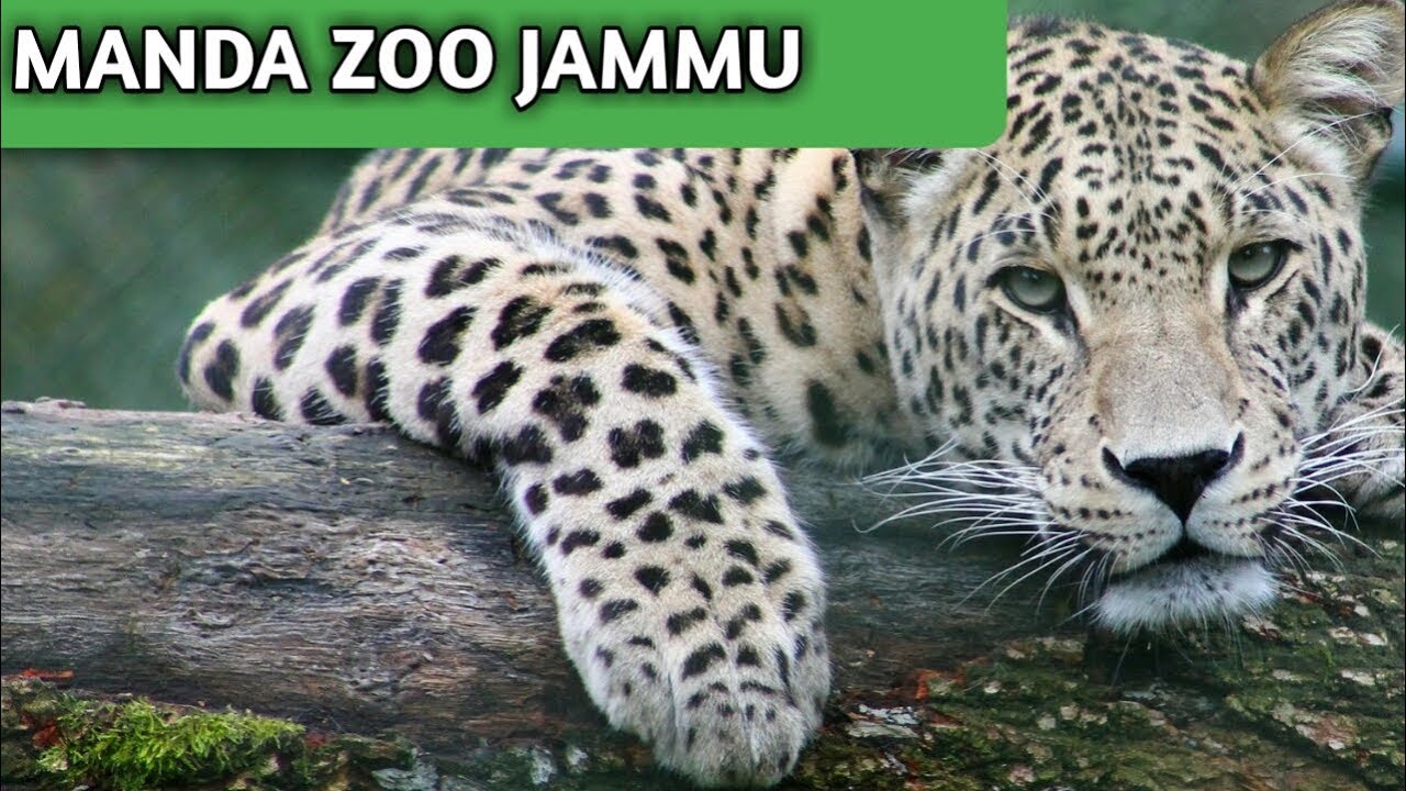 Manda Zoo Jammu - YouTube