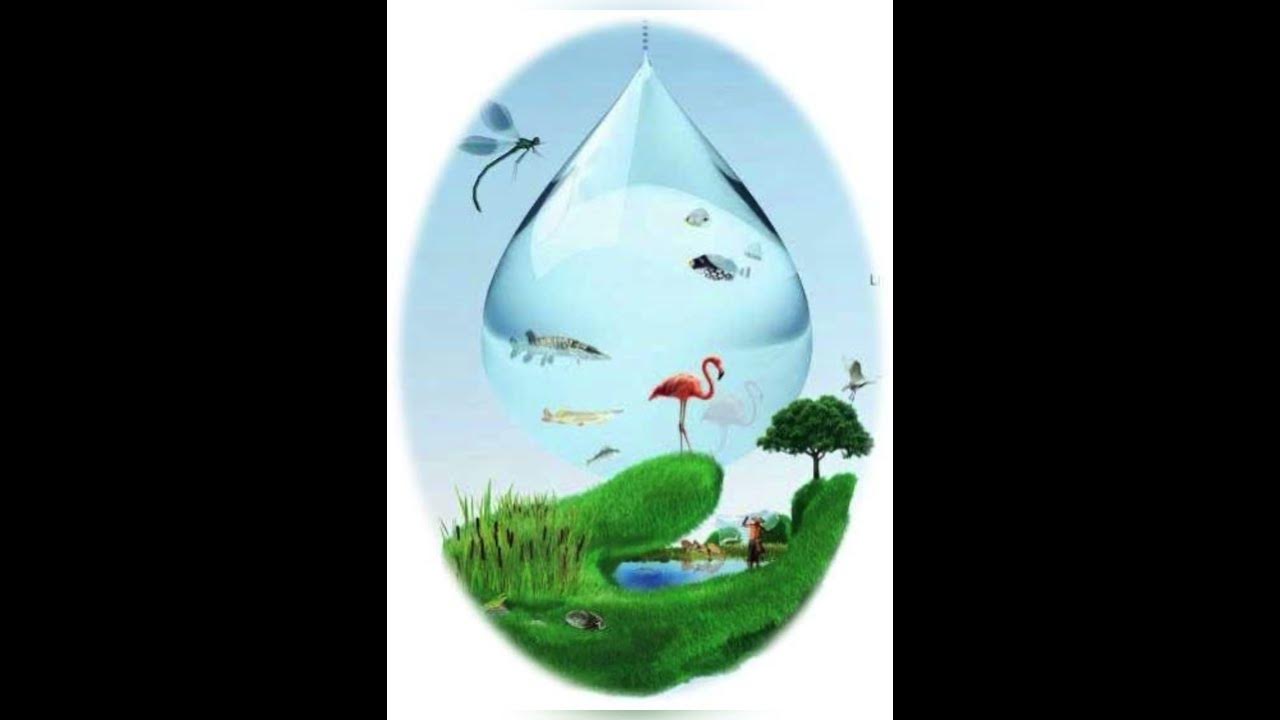 World wetlands Day…2 February 2023…it’s time for wetland restoration - YouTube