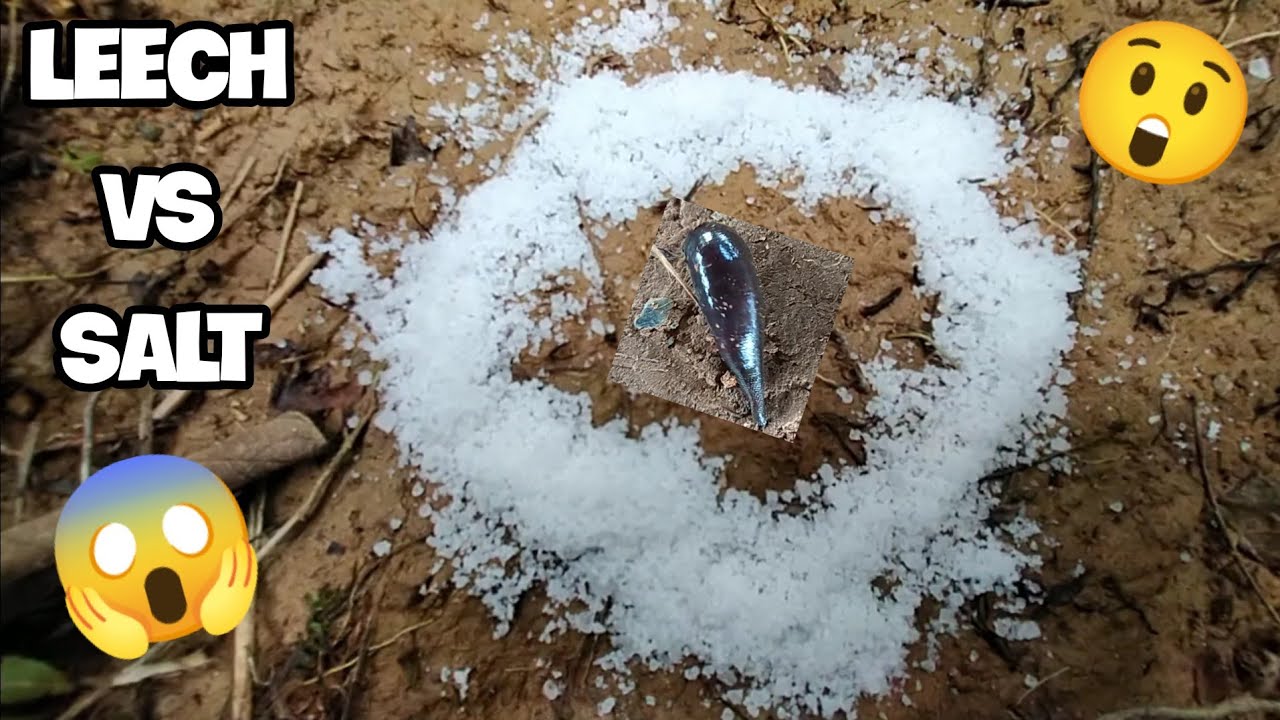 😱AN AMAZING EXPERIMENT LEECH VS. SALT - YouTube