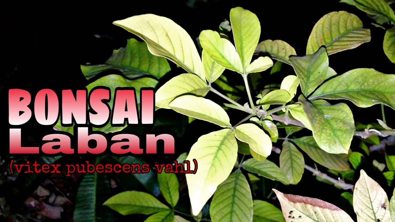 Jarang orang tahu‼️ pohon Laban bagus di buat bonsai || BONSAI LABAN ...