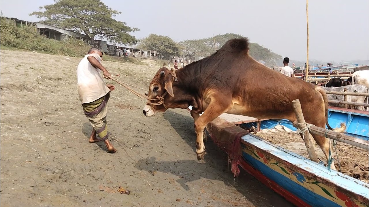 Big cow jumping unloading new video part - 119 volg by Rana ...