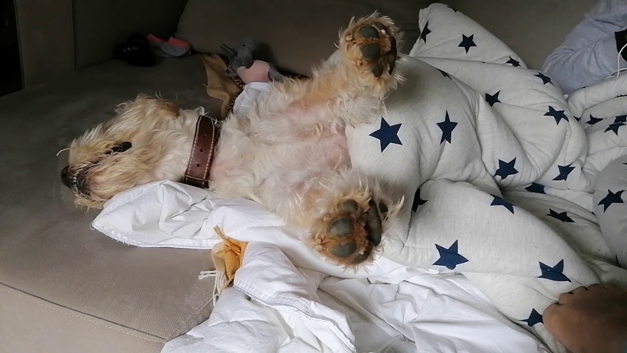 Revive my dog!!! - YouTube