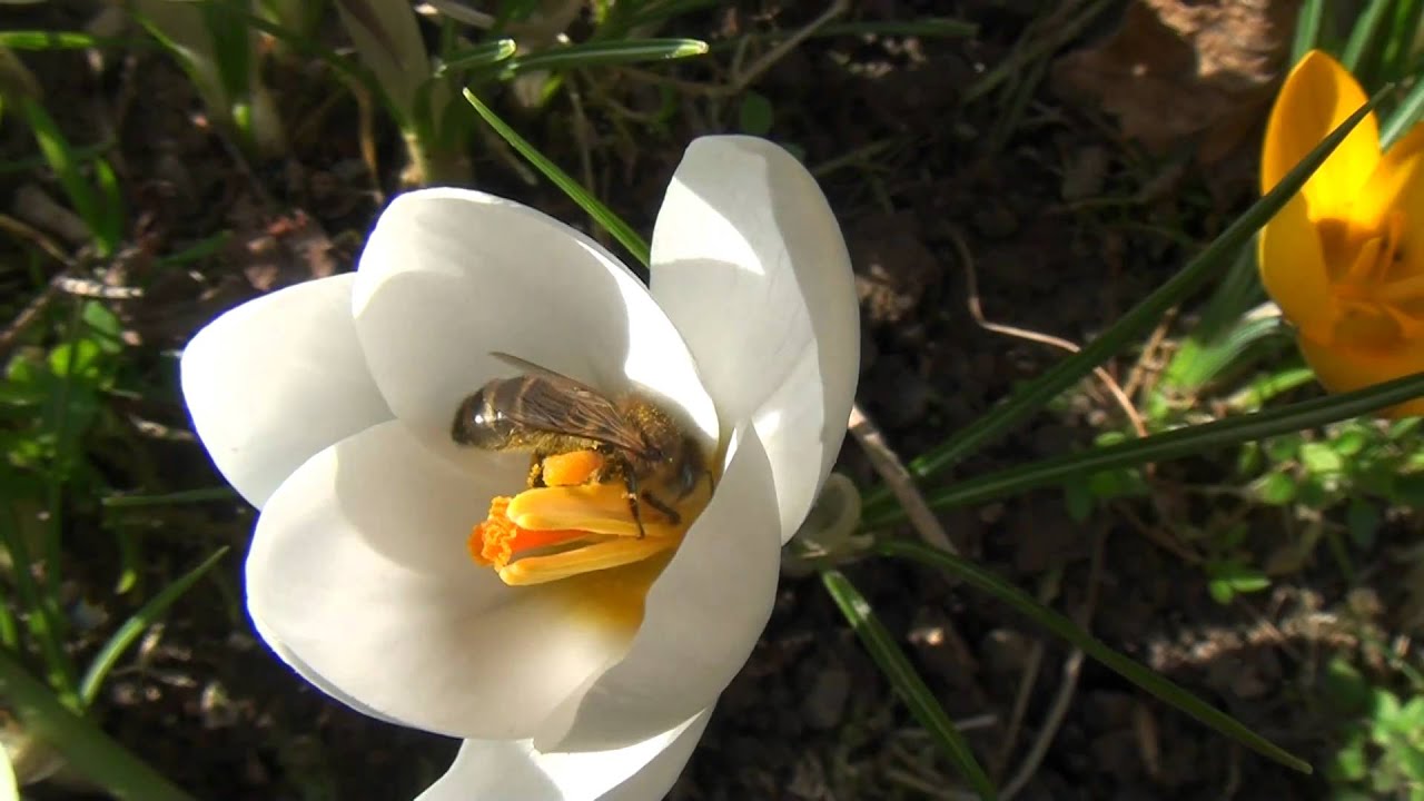 Abeille butinant des fleurs de crocus - YouTube