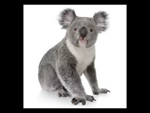 Banana Apps Kids Koala + Panda Both Sounds 02 for @sandercramer