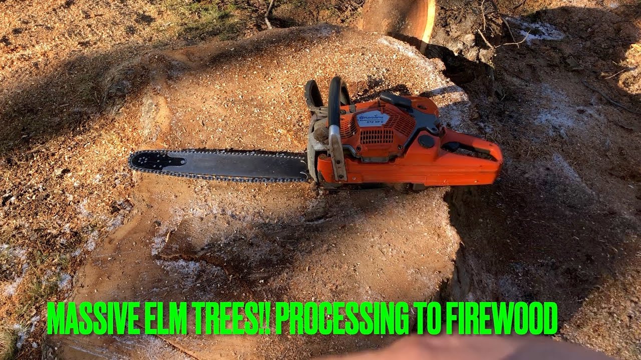 Processing Massive 150 year old Elm Trees into Firewood with no Heavy ...