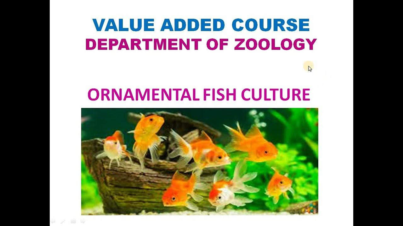 Introduction Ornamental fish culture - YouTube