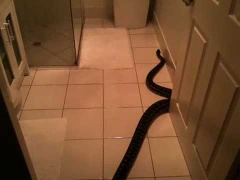 Snake in the bathroom - YouTube