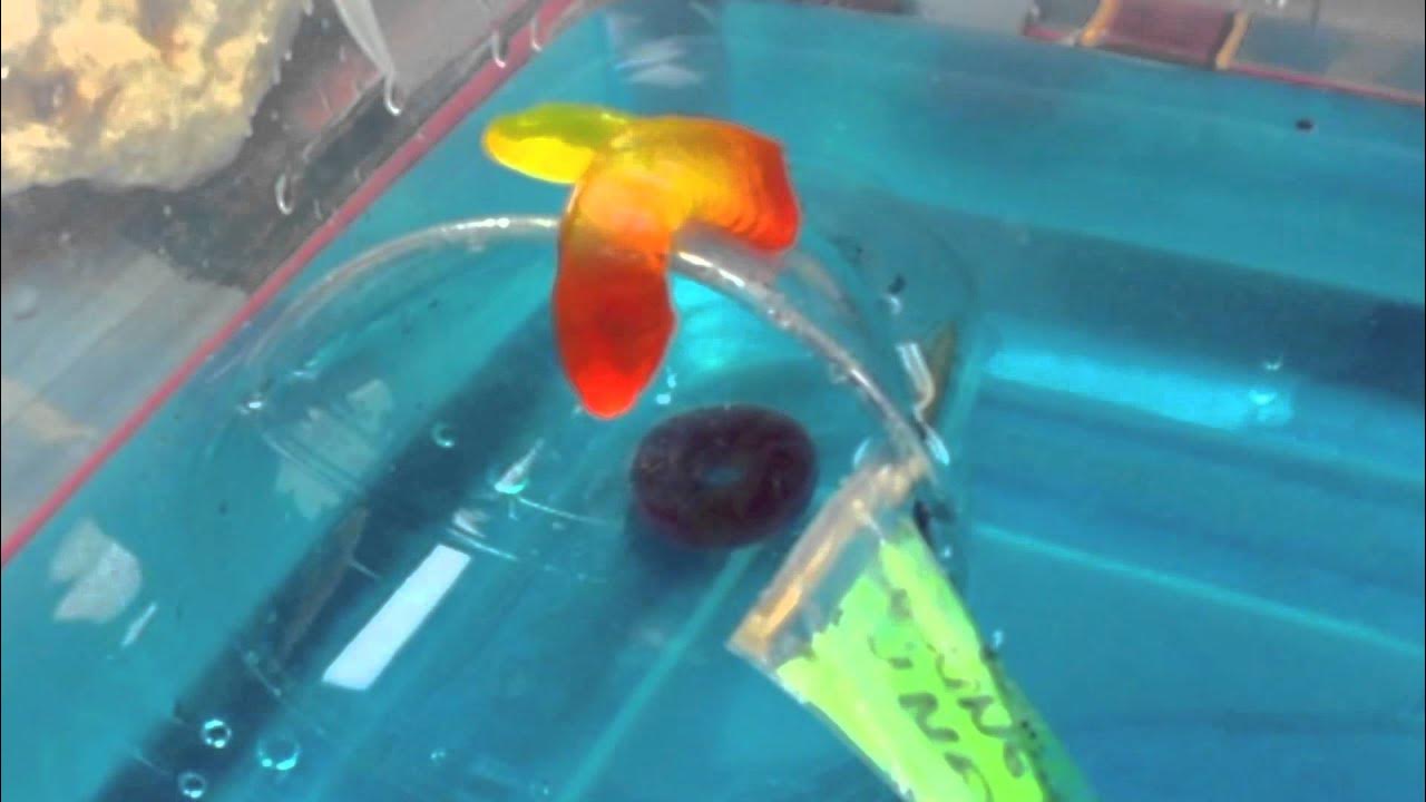 Fred the Worm Lab - YouTube