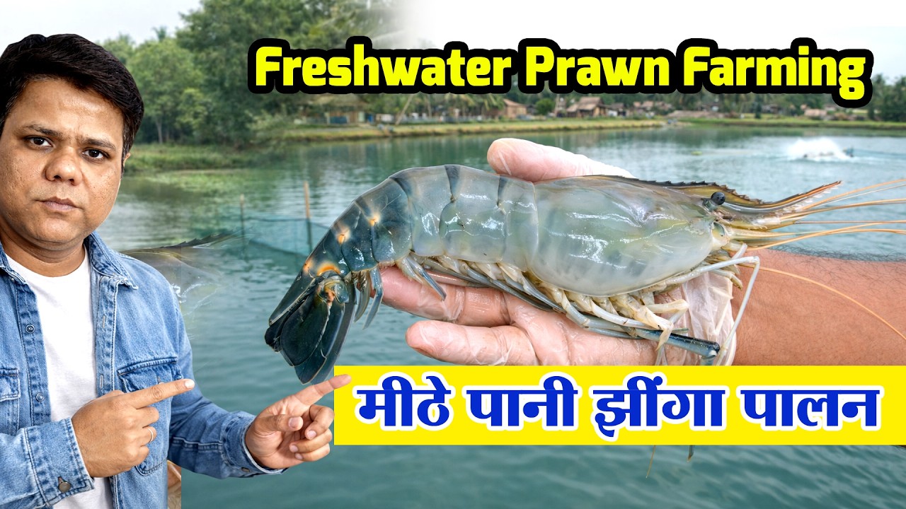 Scampi Prawns Farming in India -Jhinga Farming In India-झिंगा पालन ...