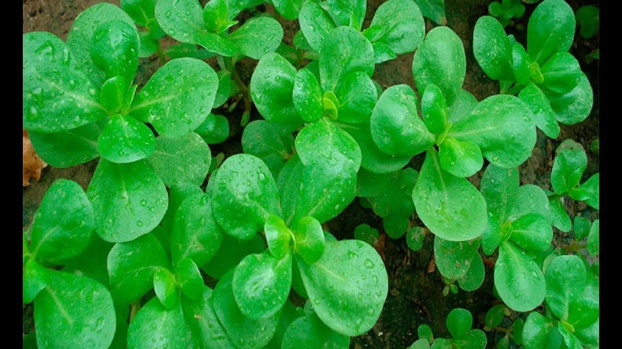 Alguns a consideram uma erva, mas esta planta é comestível e tem muitos ...