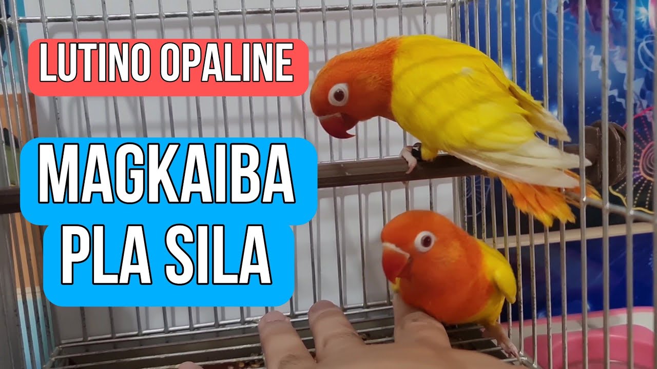 African Lovebirds | Lutino Opaline Double Factor Euwing DF - YouTube