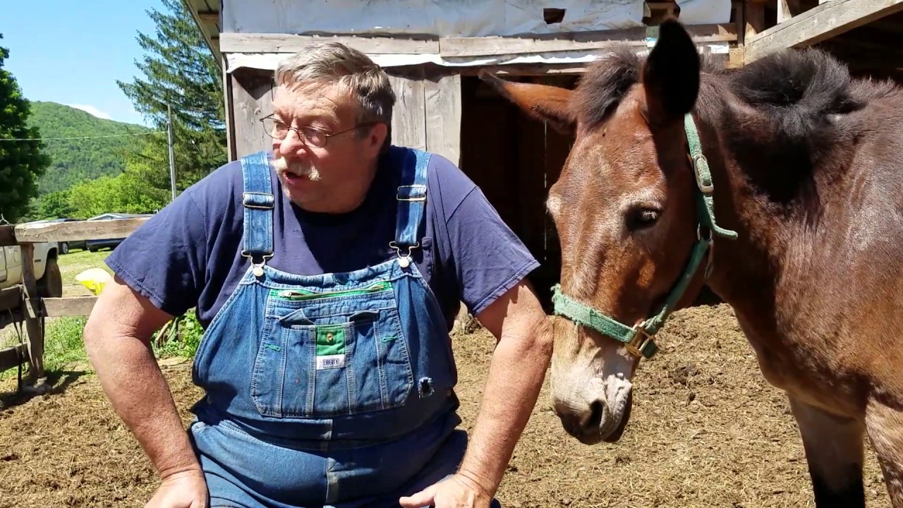 Mugged by mules! Mule history logging! A mule story! And prince! - YouTube