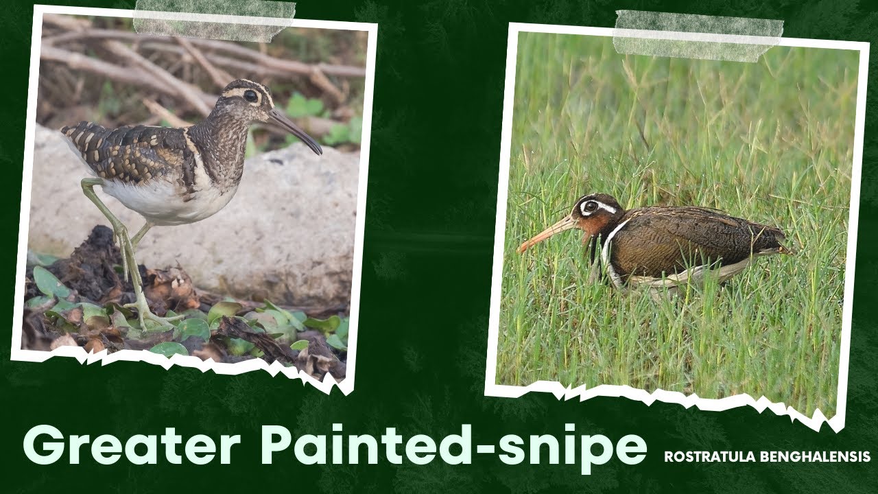 Greater Painted-snipe - Rostratula benghalensis #birds #snipe # ...