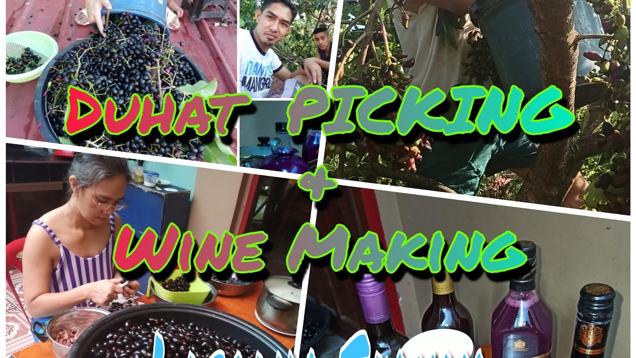 Duhat Picking and Wine Making | Home Made Duhat Wine - YouTube