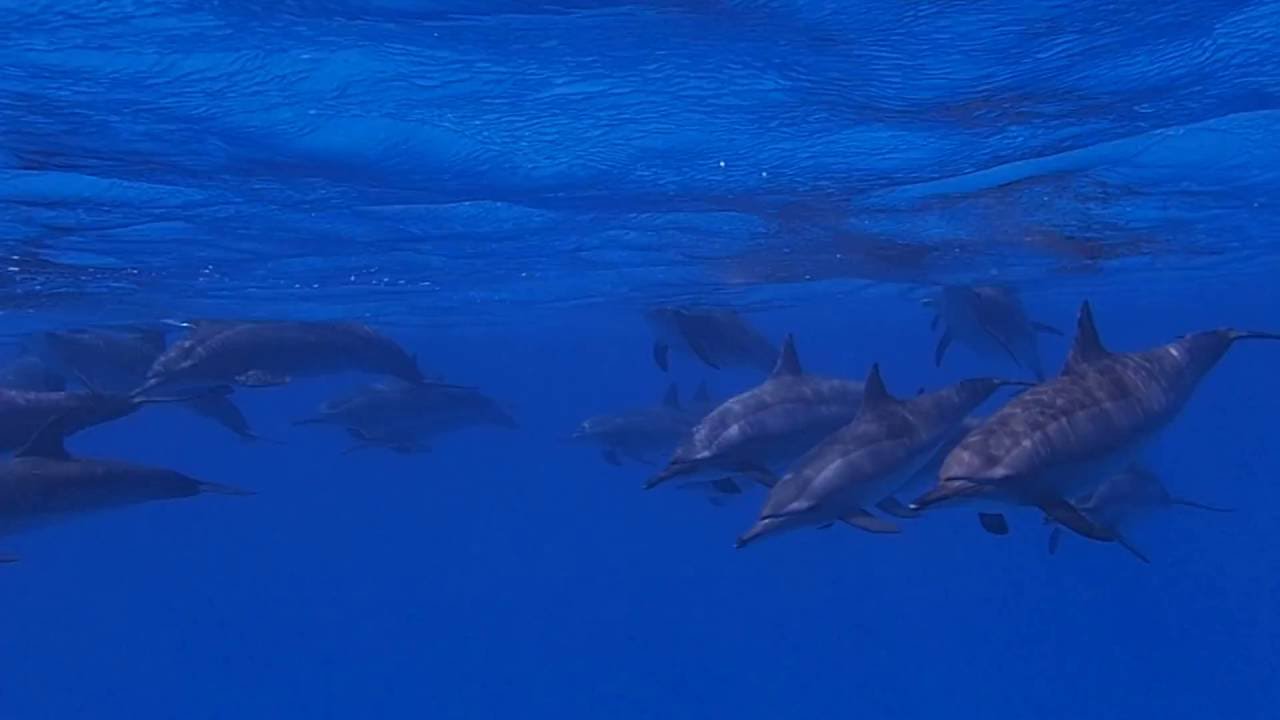 Sataya reef (Dolphin Reef), Marsa Alam, Egypt - YouTube