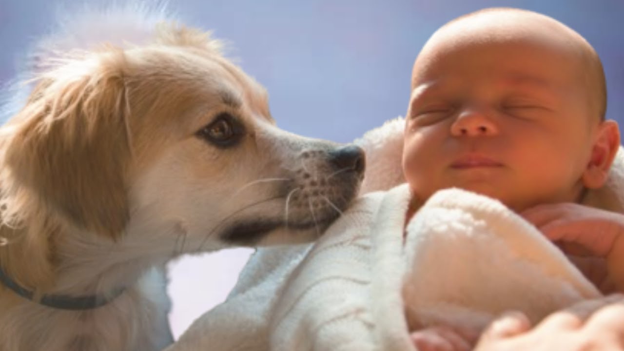 Cute Baby loved with Dog | BabiezTV ya ba sango - YouTube