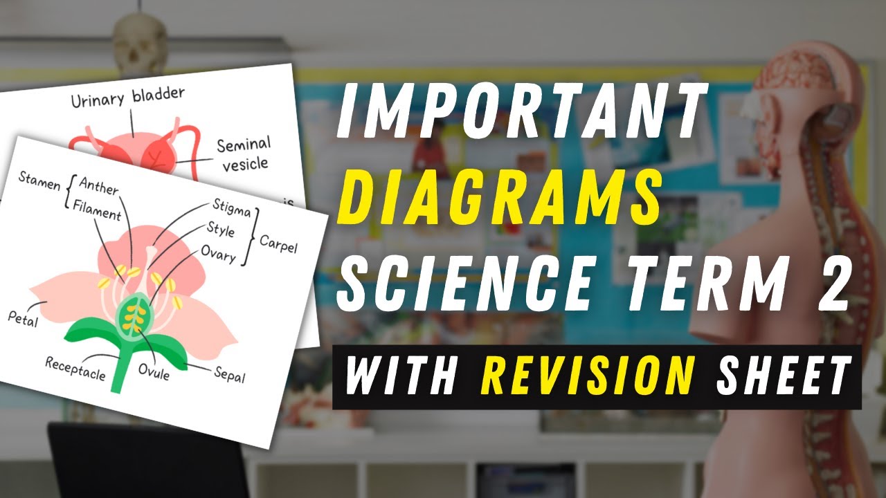 important diagrams science class 10 term 2 - YouTube