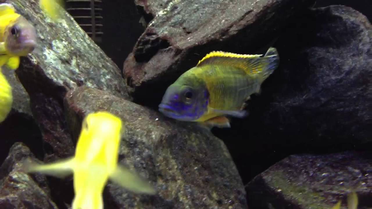 Fish profile: aulonocara (red top) lwanda - YouTube