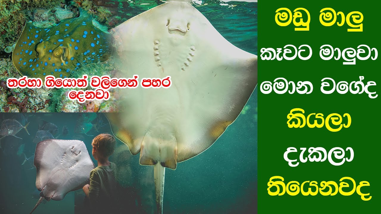 මඩු මාලු කපලා විකුණන්නේ ඇයි කියලා දන්නවද | Madu maluwa - YouTube