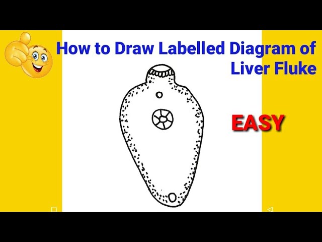 Liver Fluke Drawing