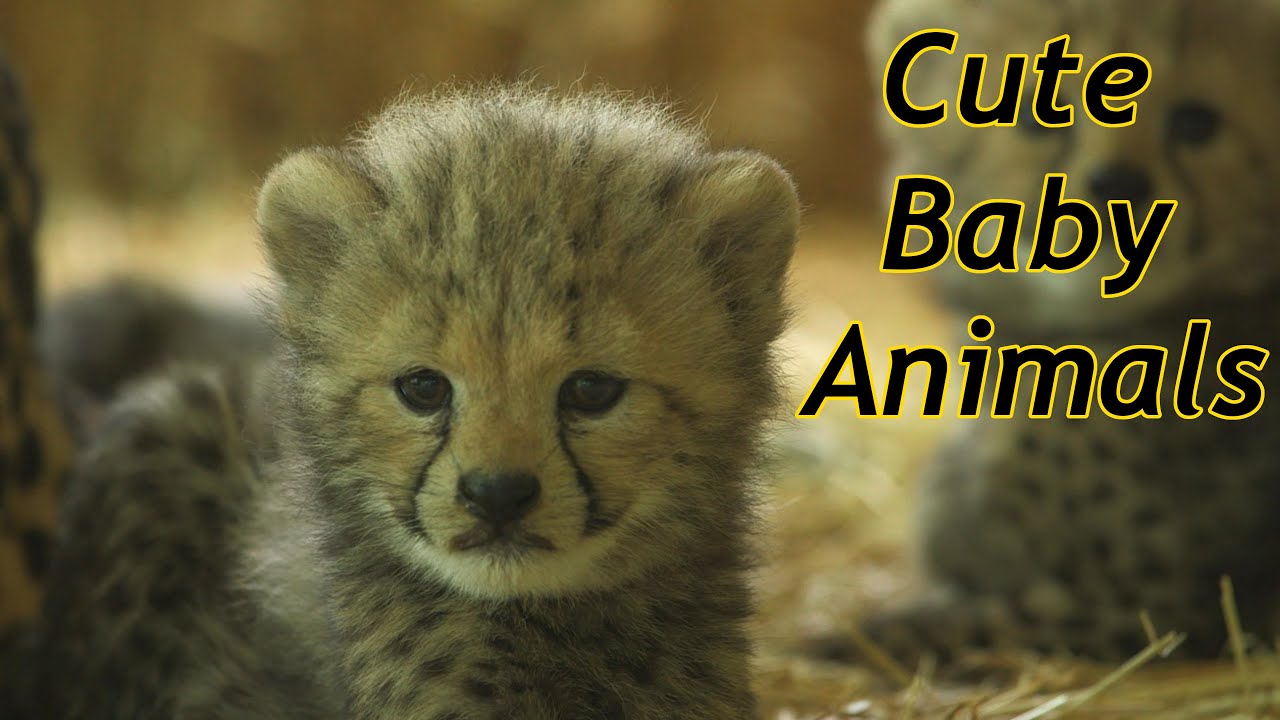 Cute Baby Zoo Animals Of The Month August 2020 - YouTube