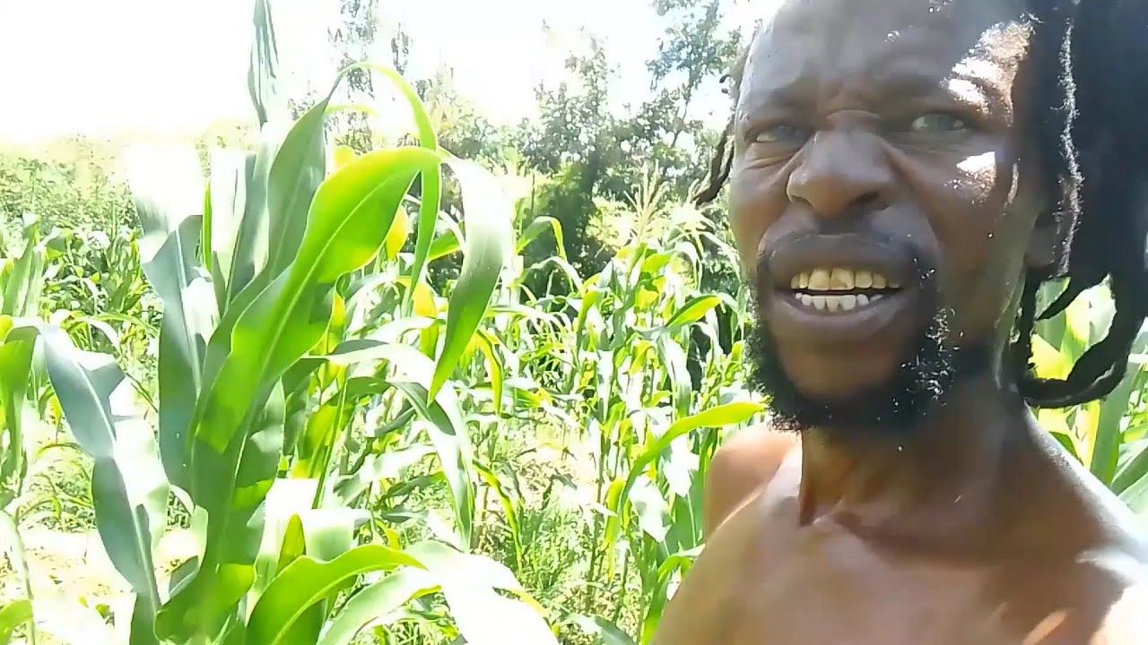 Rasta Farming: A Beautiful Mangrove Swamp - Rasta Farmer Titus part 1 ...