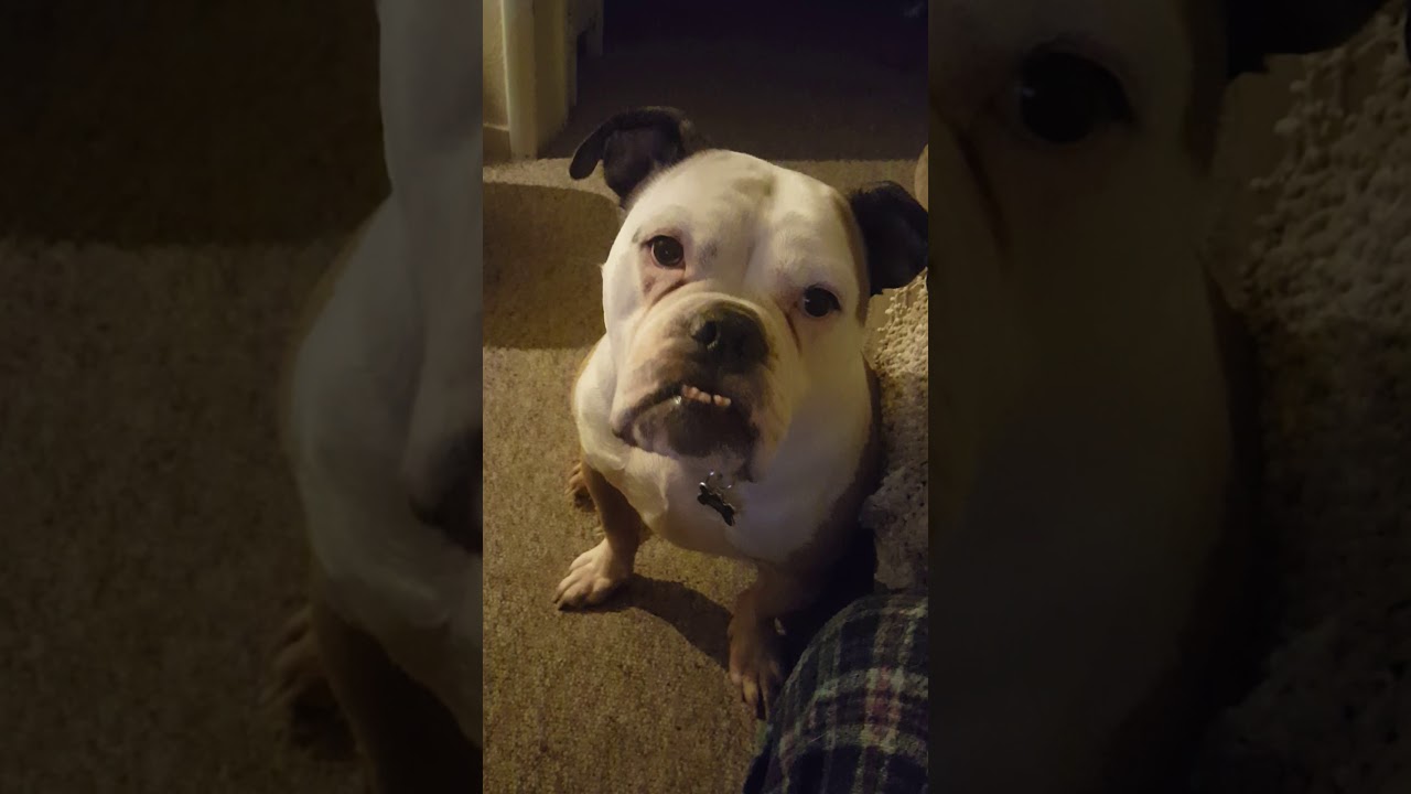 Dog farts - YouTube