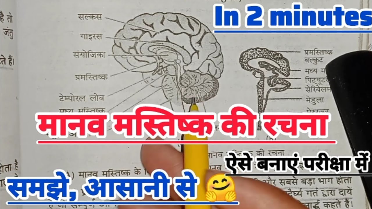 Class 10th Science मानव मस्तिष्क की रचना Human Brain diagram vvi for ...