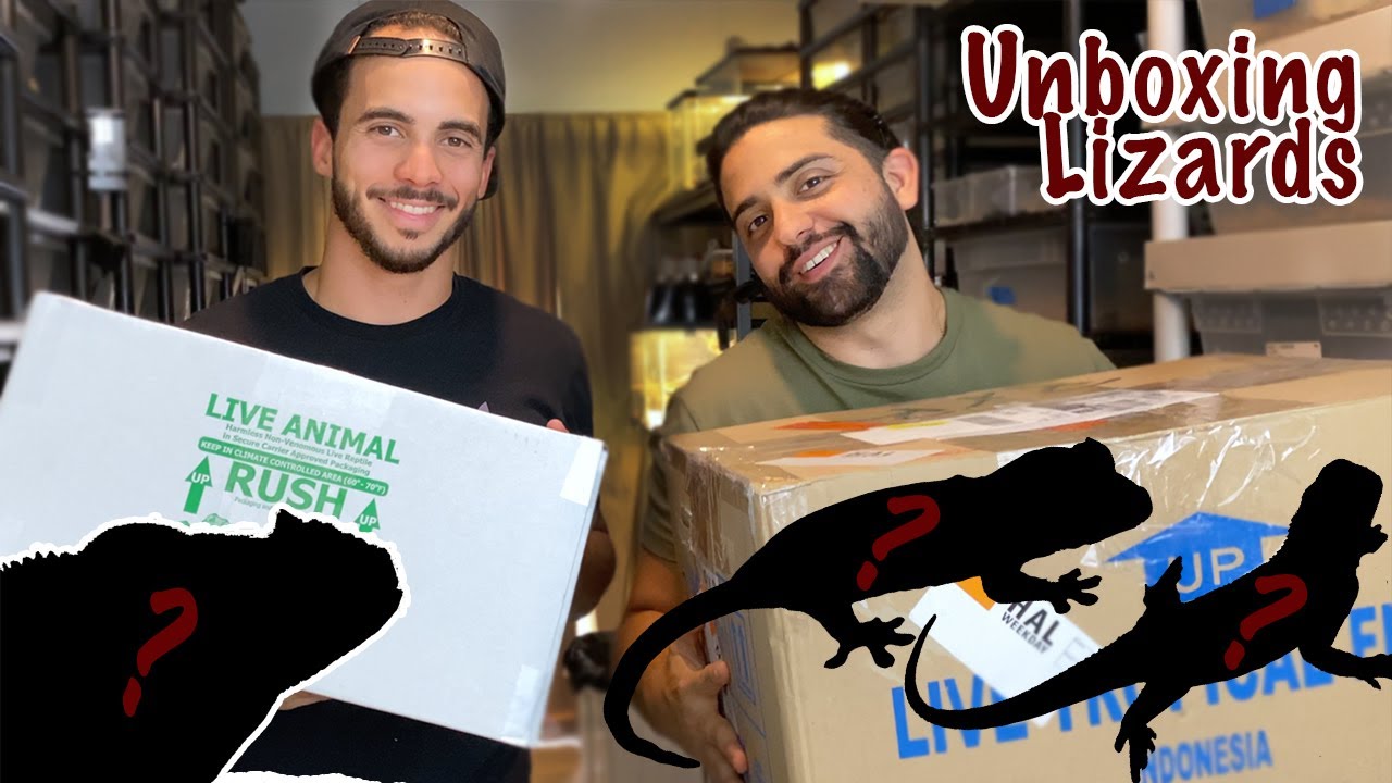 Unboxing (and almost losing) some expensive lizards! plus shipping ...
