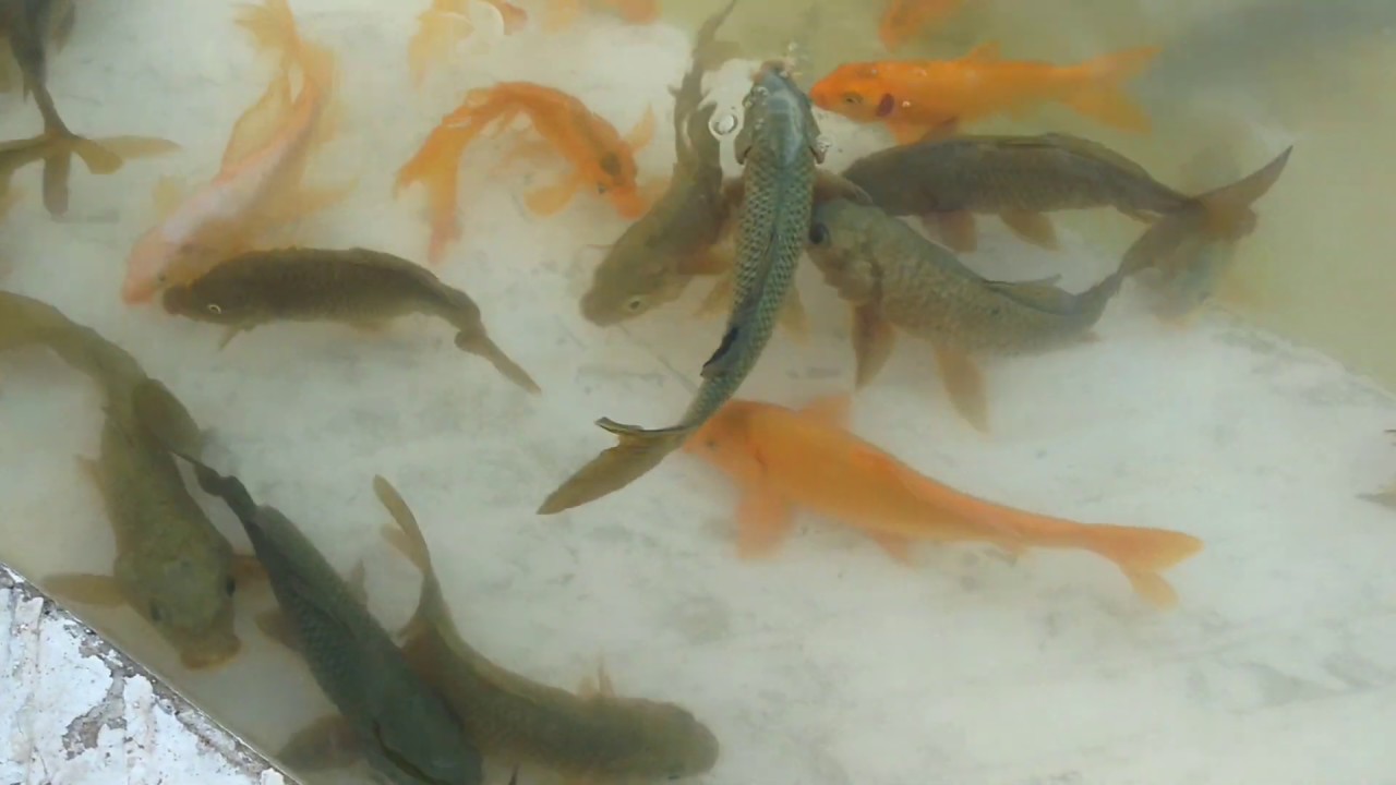 Lot of fish in Nanakmatta Saheb Pond - YouTube