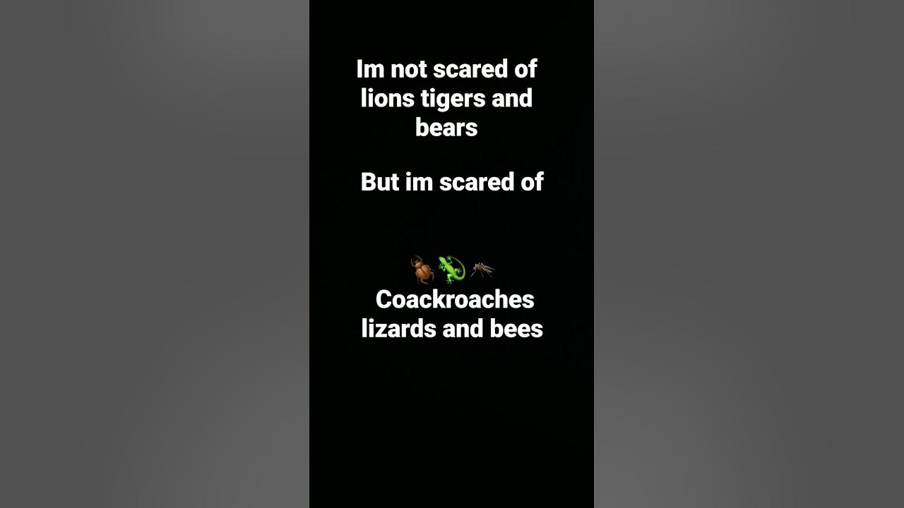 I m Not Scared Of YouTube i-m-not-scared-of-youtube