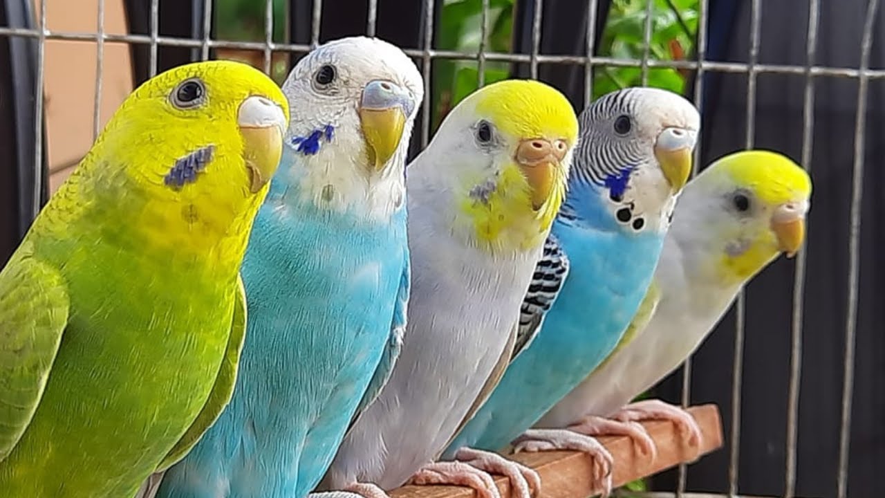 "Budgie Parrots & Parakeets Aviary | Stunning Birds in a Beautiful ...