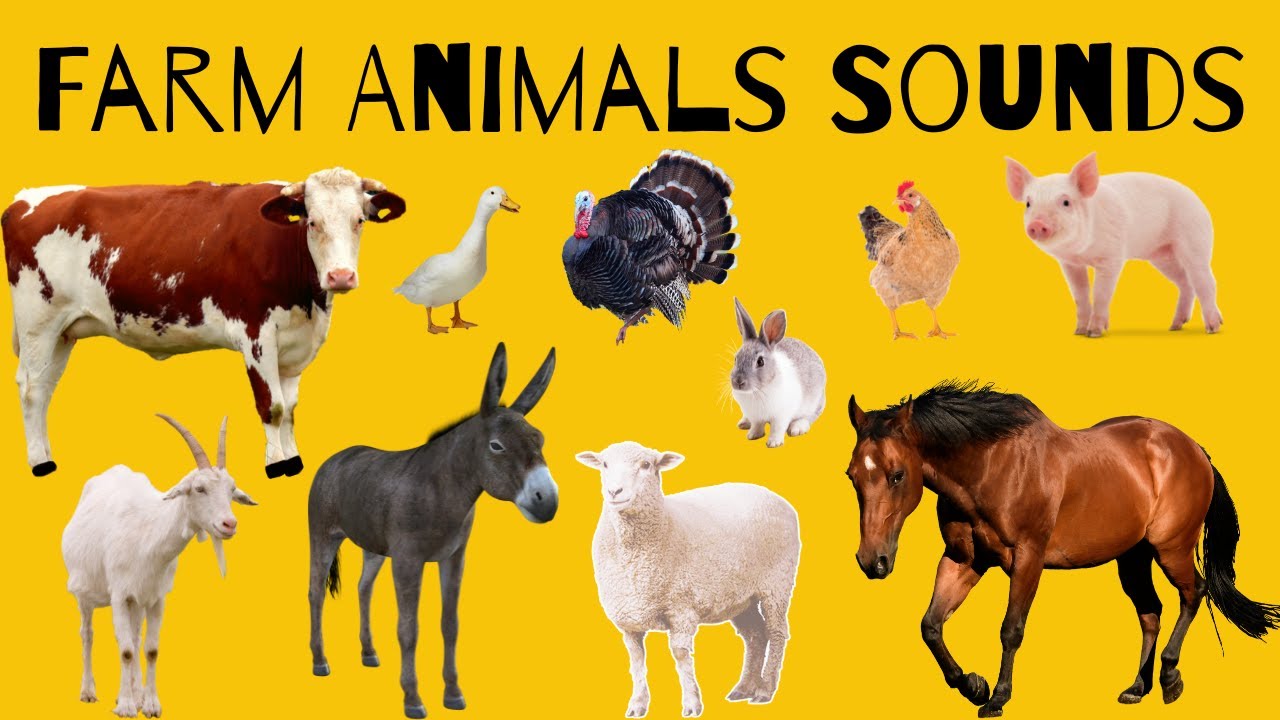 Farm Animal Sounds - YouTube