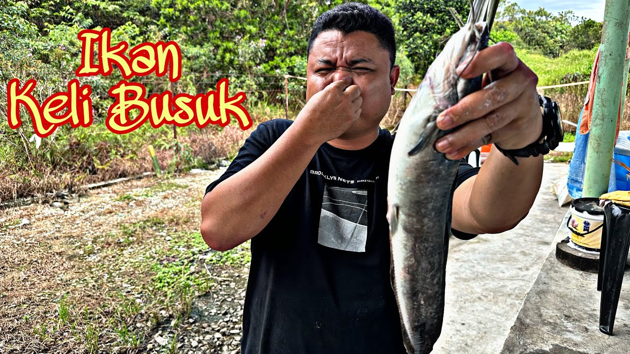 Resepi Extream!! Kali pertama masak Ikan keli busuk (Keli But), Apakah Rasanya??.. - YouTube