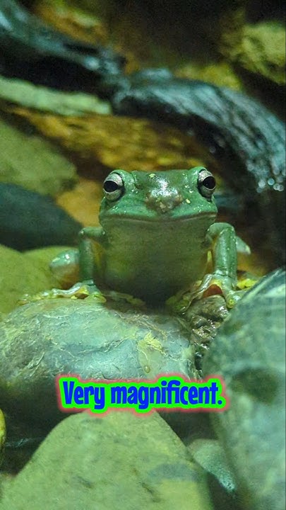 Magnificent Tree Frogs (at the zoo) 🐸🐸 - YouTube
