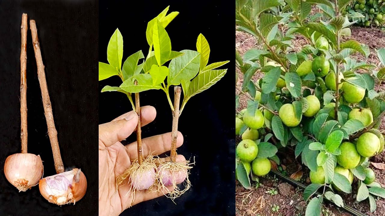 Best Method Grafting Guava Tree Using Onion / Guava Growing - YouTube