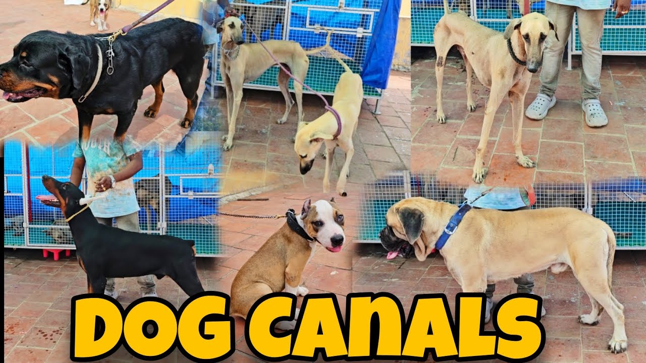 Dog Canals In Thooththukudi | Dogs Show in Thooththukudi | Tuty Foodie ...
