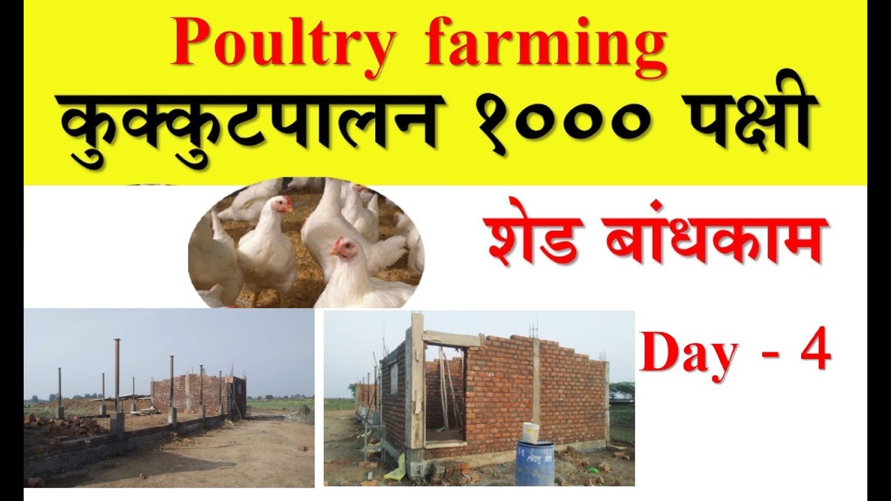 Broiler poultry farm construction 2024 | 1000 unit broiler farm ...