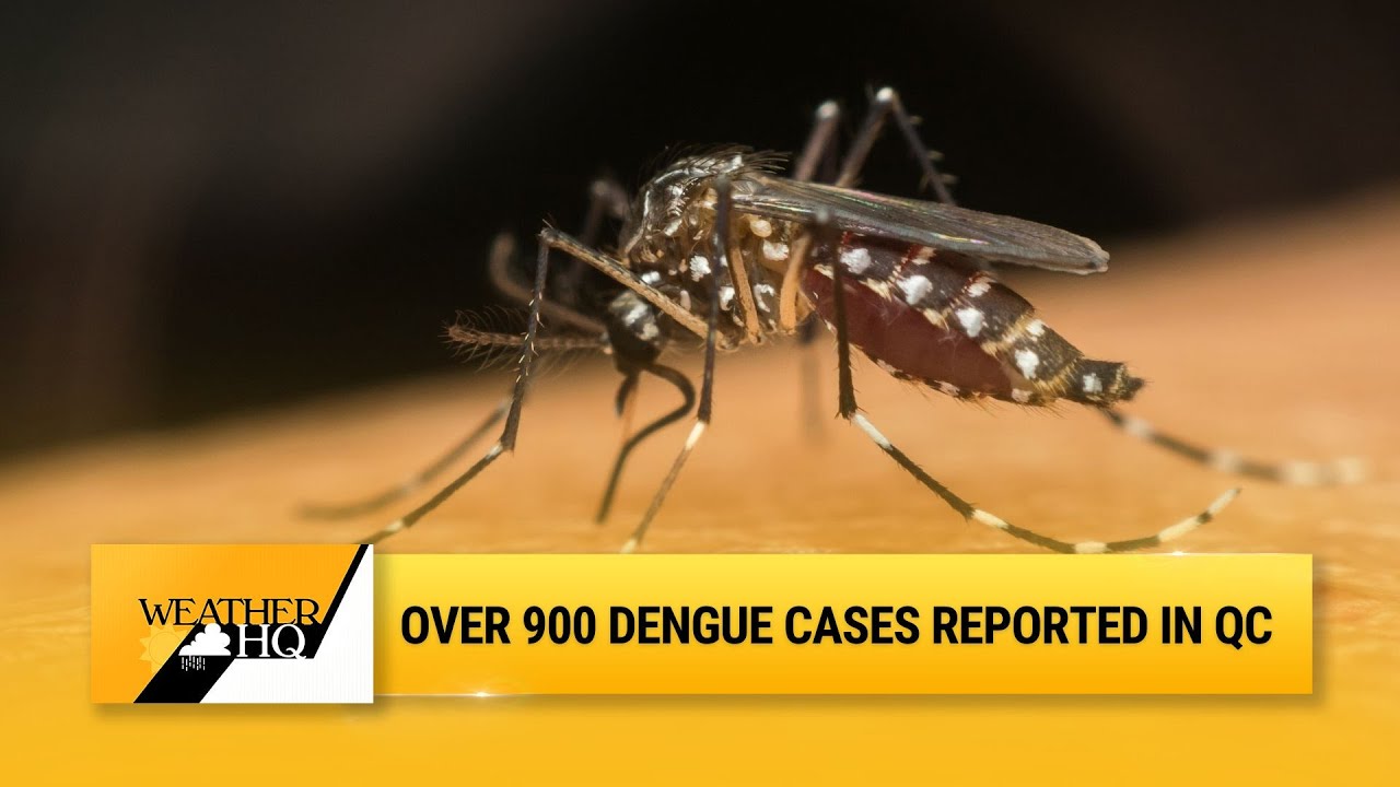 Over 900 Dengue Cases Reported in QC | Weather HQ - YouTube