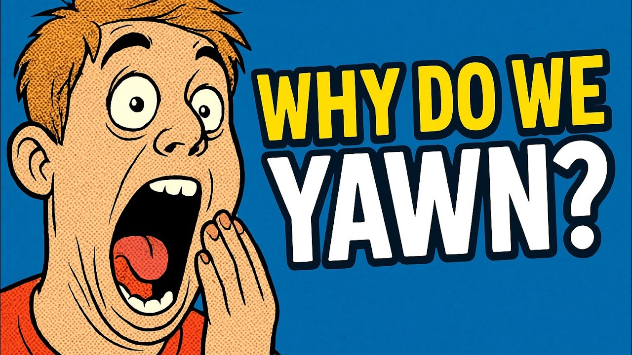 Why Do We Yawn? 🥱 The reason behind contagious yawning! - YouTube