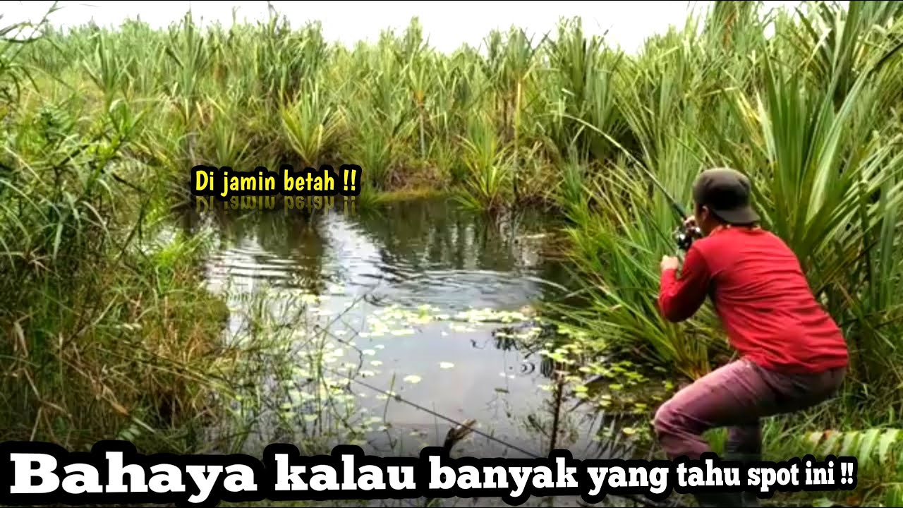 Beginilah Mancing di Rawa yang Jarang di Jamah Penghuninya ikan istimewa - YouTube