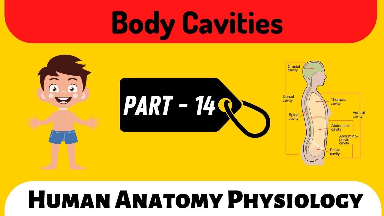 Body Cavities | Part - 14 | Human Anatomy Physiology | Doctor Inside ...