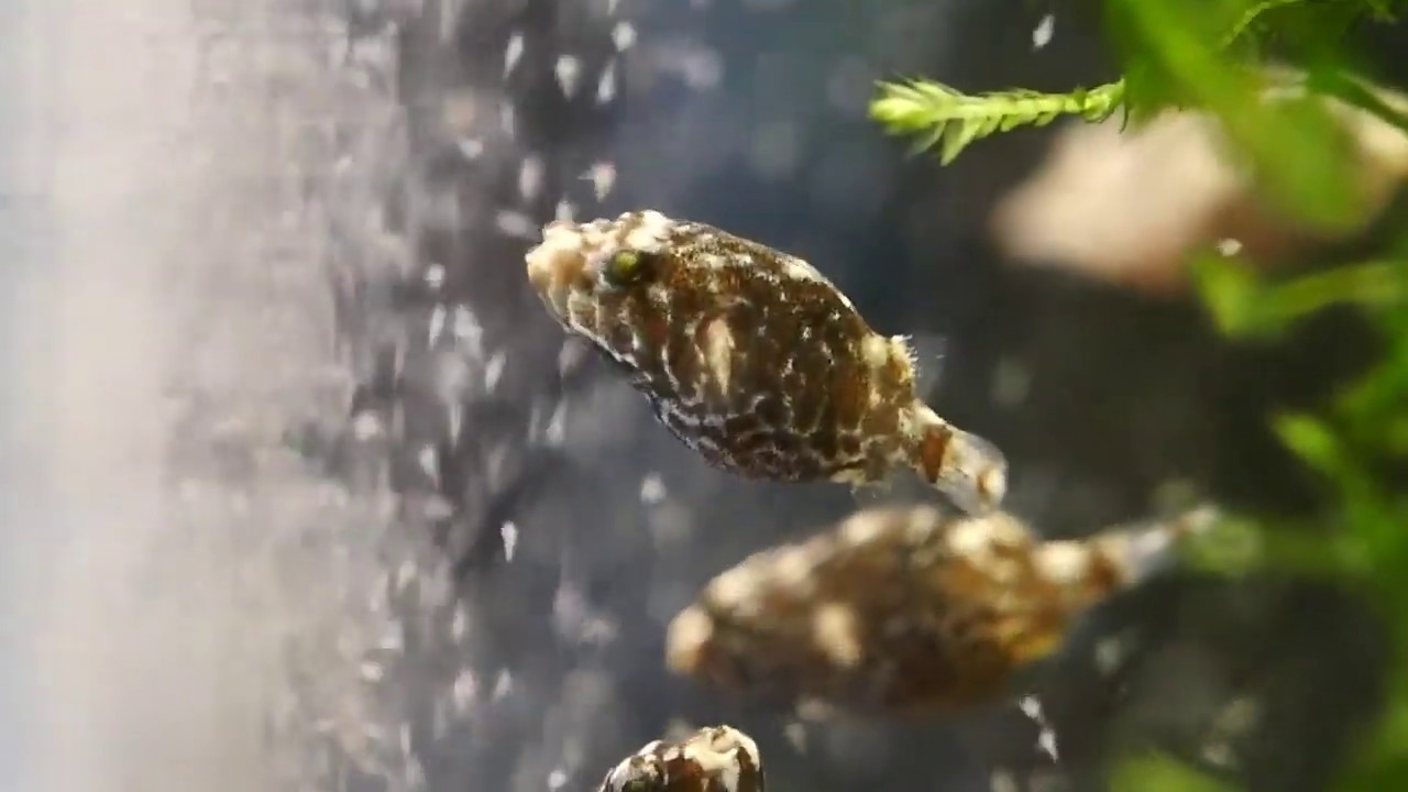 PUFFER FISH: Si Ikan Buntal - YouTube