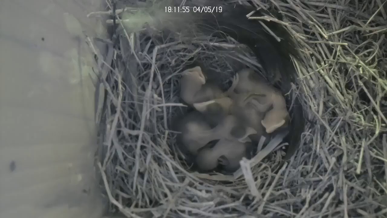 Florida Bluebird Society Live Stream - YouTube