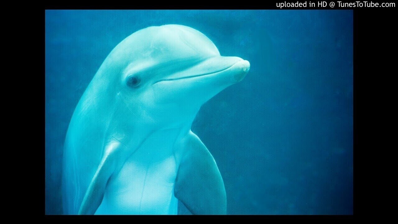 Dolphin Channeling - Spirit of Water and Sirius - YouTube