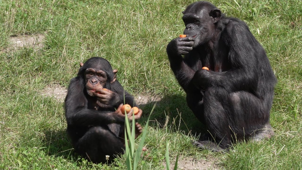 chimpanzee schimpanse video 4k,zoo baby animals 4k,Zoo Leipzig,zoo ...